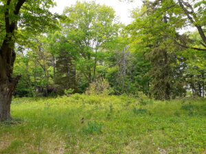 Pilgrimage to Pilgrim Haven - Two Weeks in a Hammock
